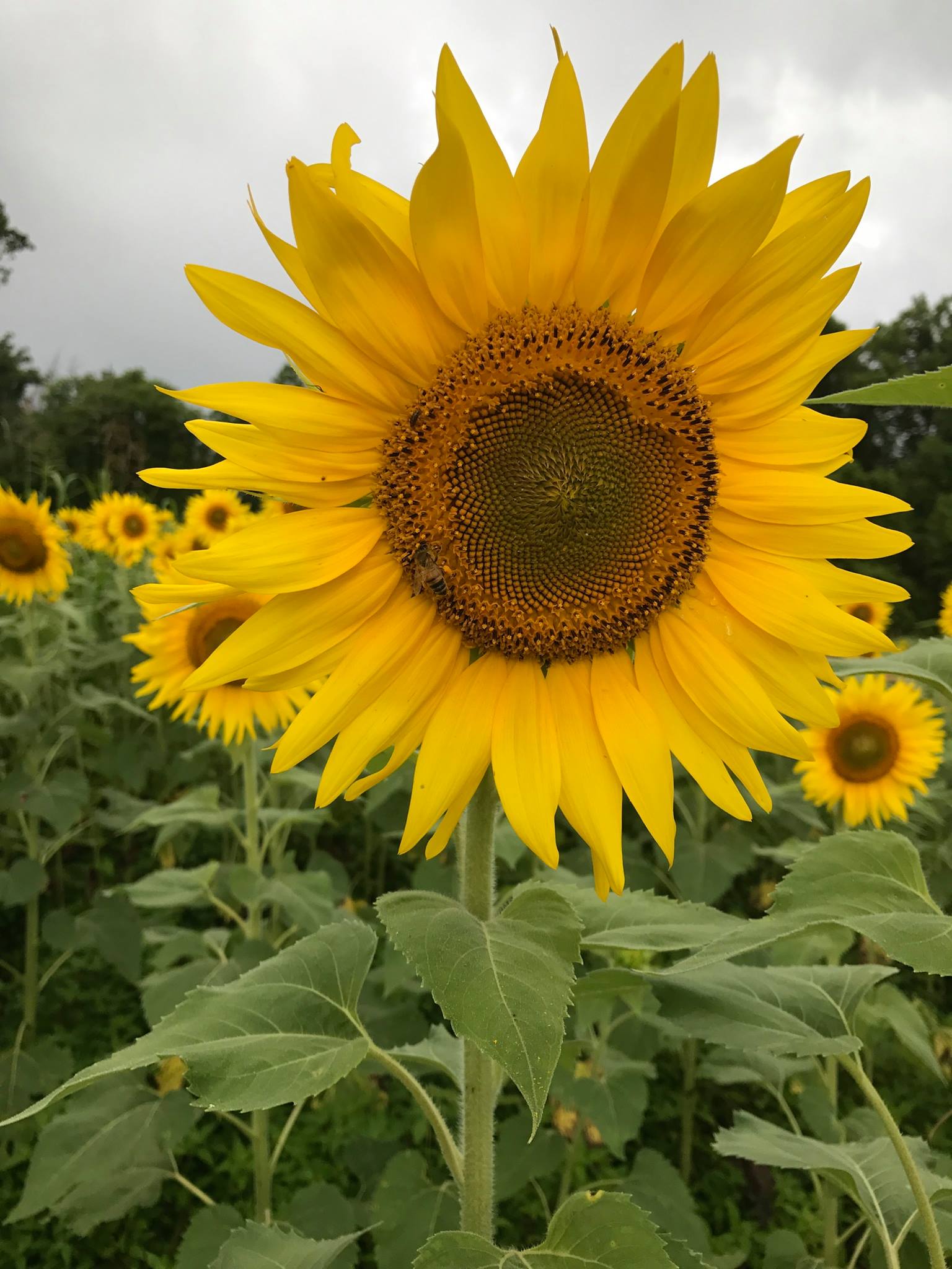 Knoxville Area Licensed Clinical Social Worker - Christina R. Perkins, LCSW